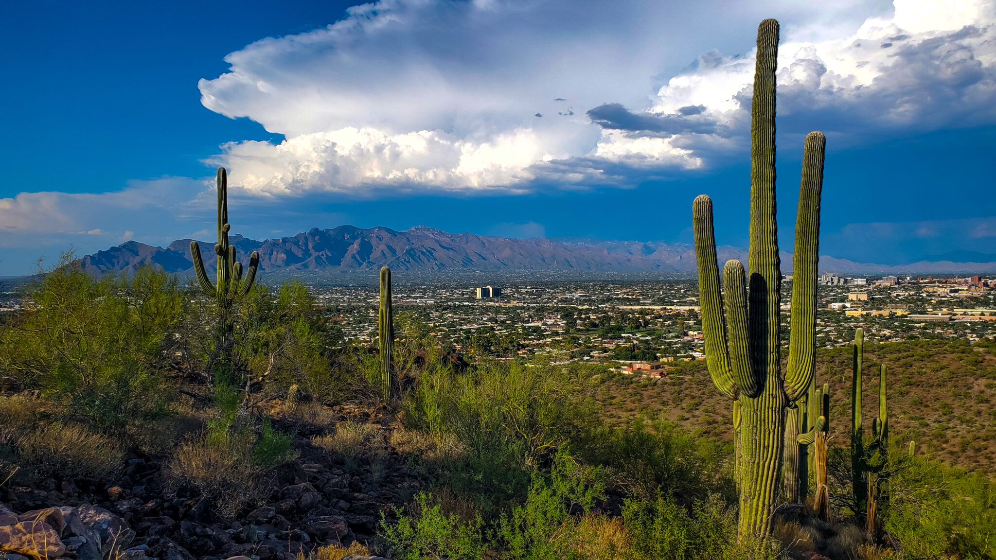 Become an Investor - The Chamber of Southern Arizona Become an Investor ...